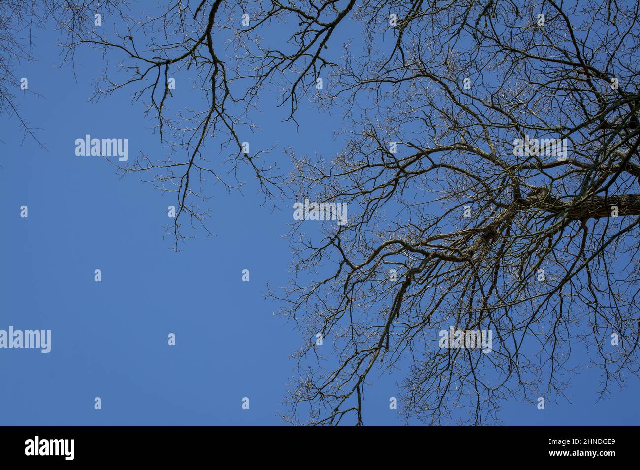 beautiful natural spring background Stock Photo - Alamy