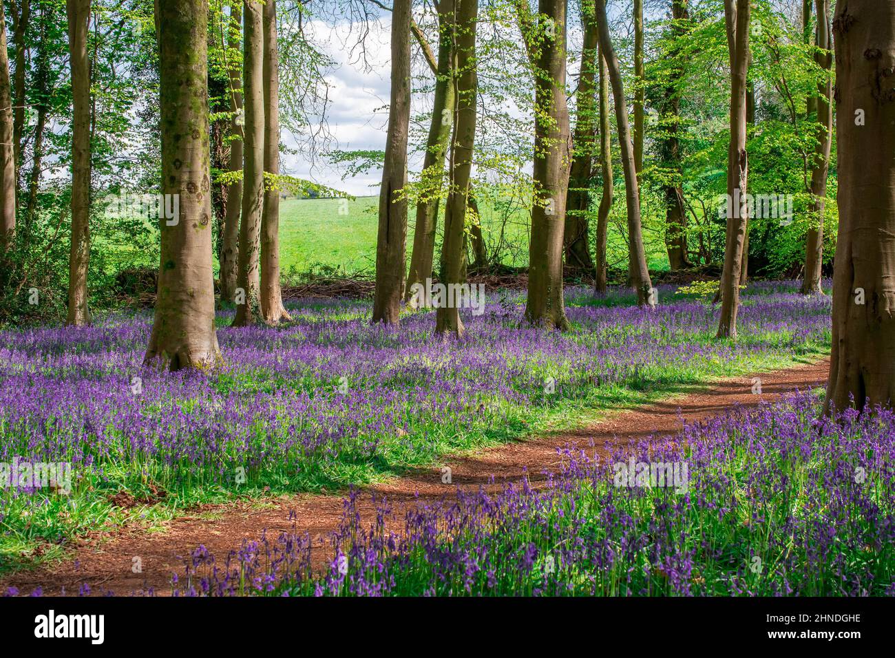 Violetblue hi-res stock photography and images - Alamy