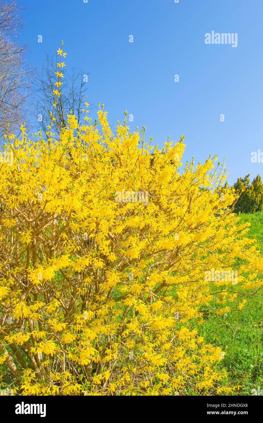 Forsythia fruit hi-res stock photography and images - Alamy