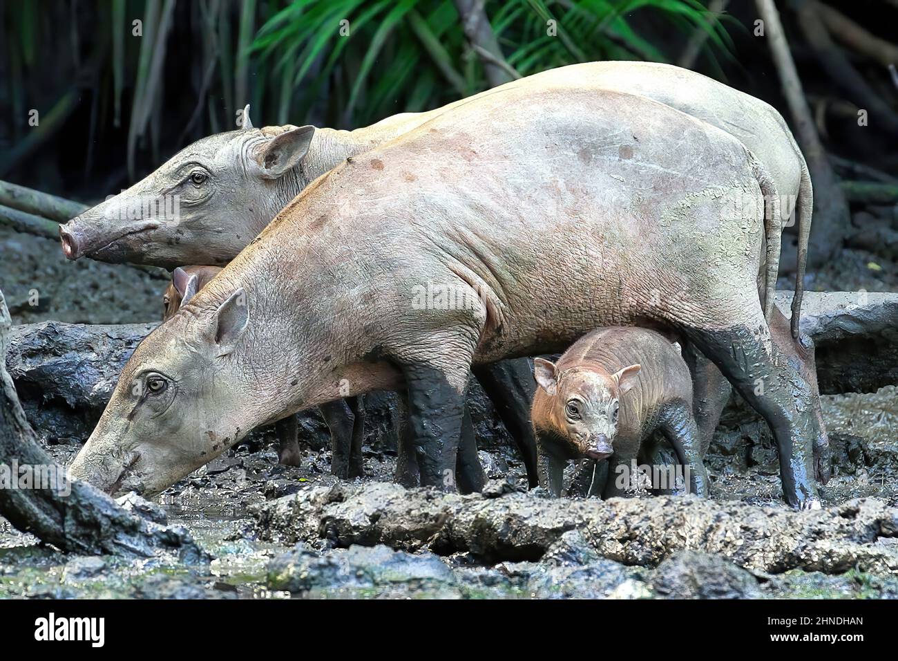 Sulawesi babirusa hi-res stock photography and images - Alamy