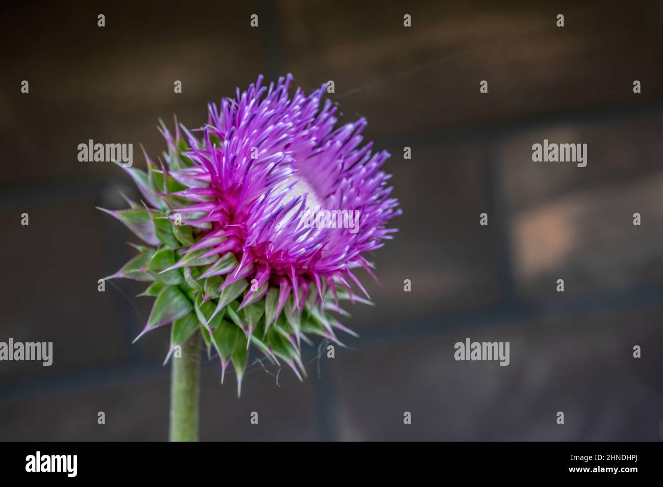 Growing along roadside hi-res stock photography and images - Alamy