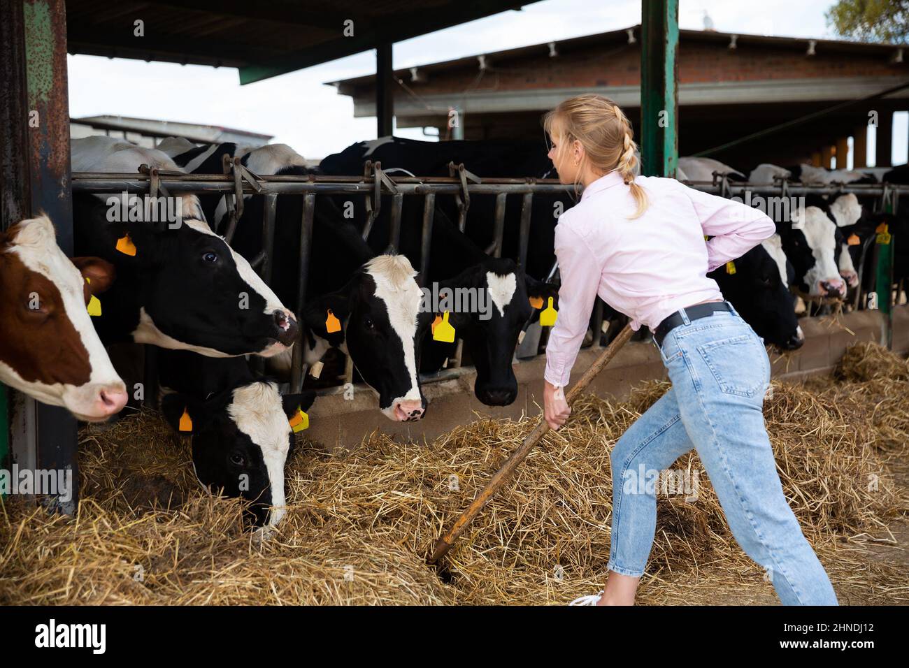 Woman milking cow in cowshed hi-res stock photography and images - Alamy