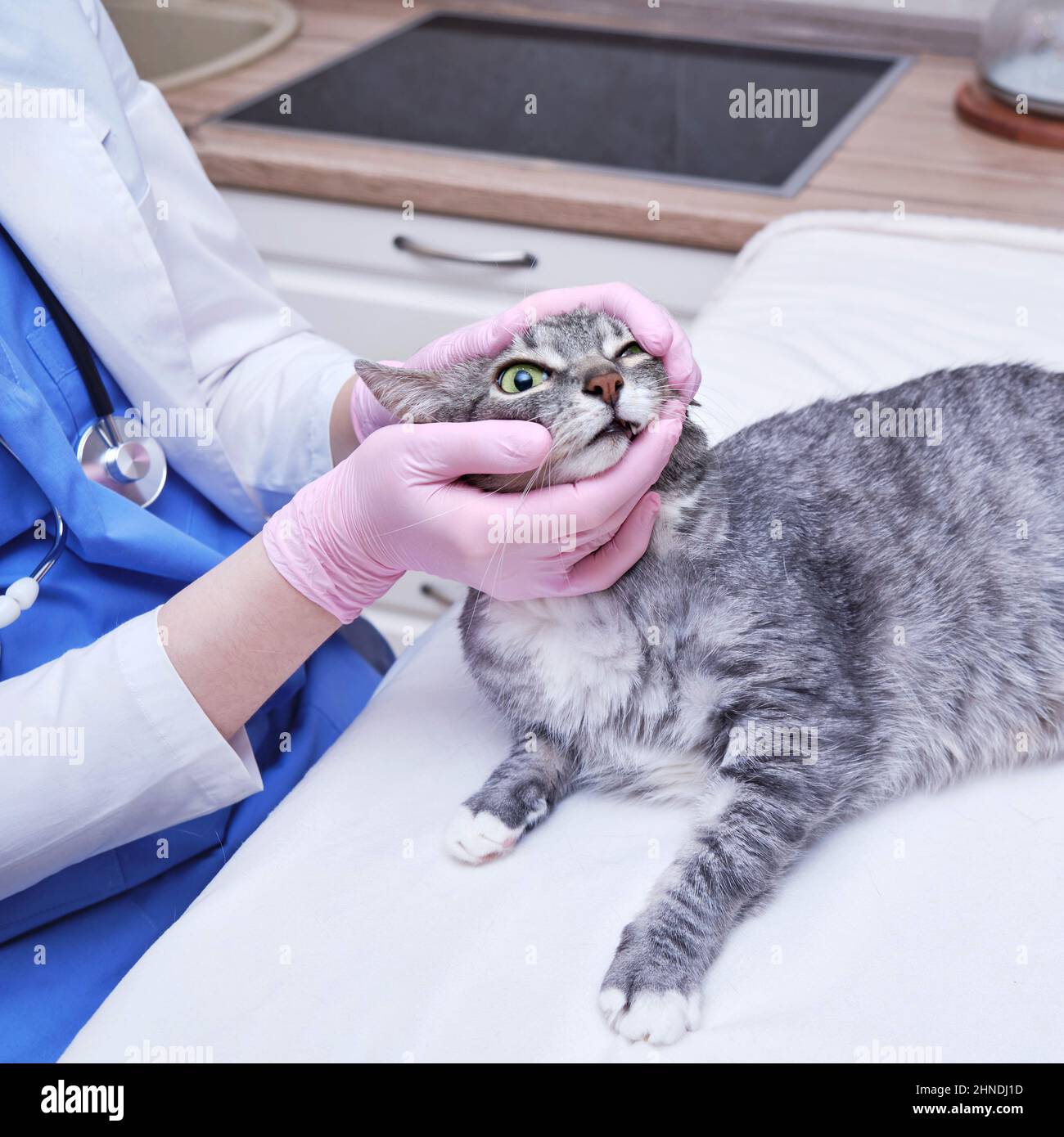 Veterinarian in home kitchen hi-res stock photography and images - Alamy