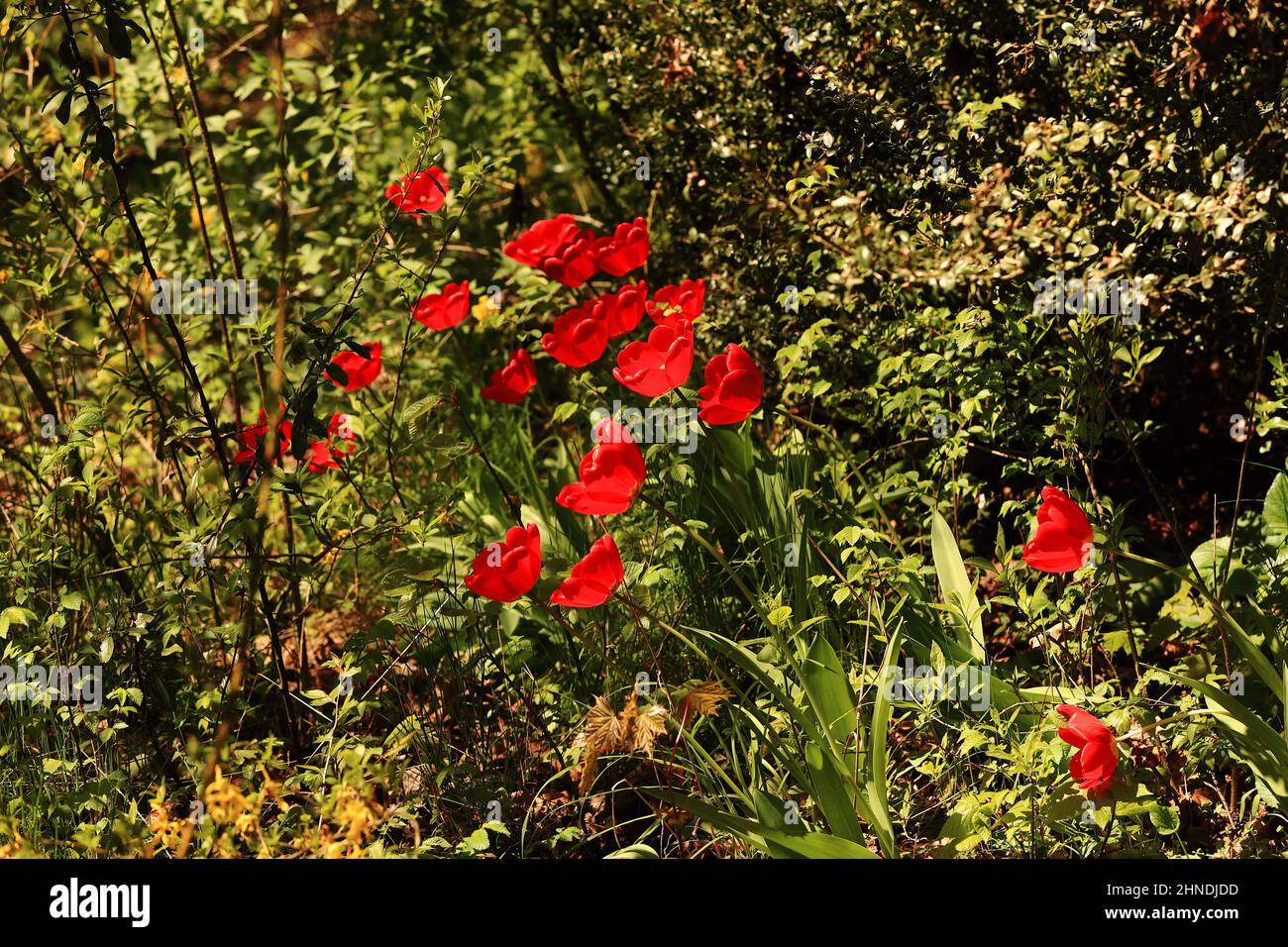 Red flowers that bloom in spring in a botanical garden Stock Photo - Alamy