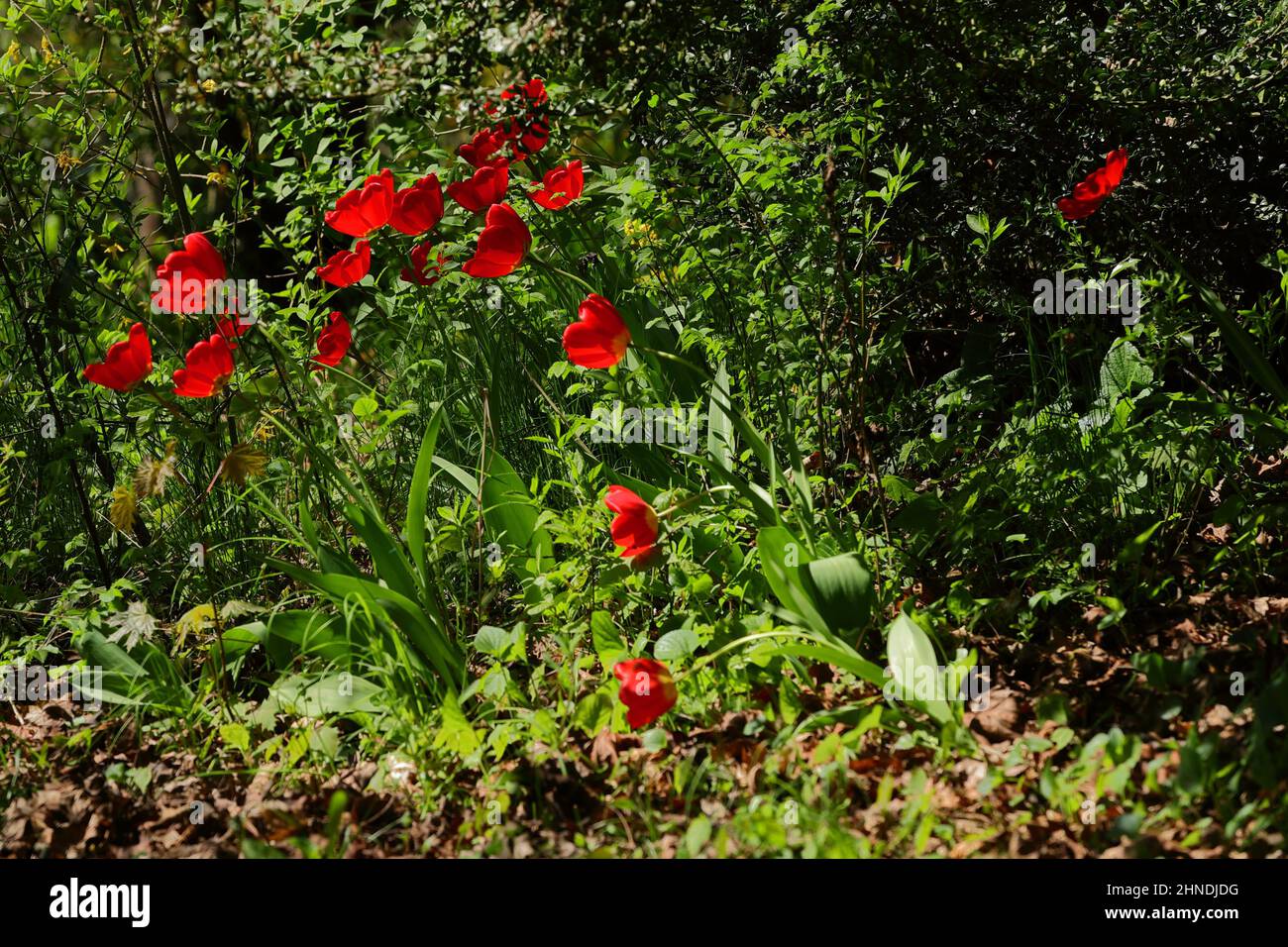 Red flowers that bloom in spring in a botanical garden Stock Photo - Alamy