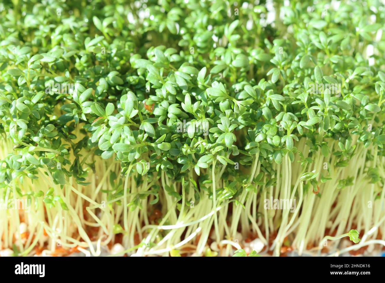 close-up of sprouting cress plants of the Lepidium sativum variety ...