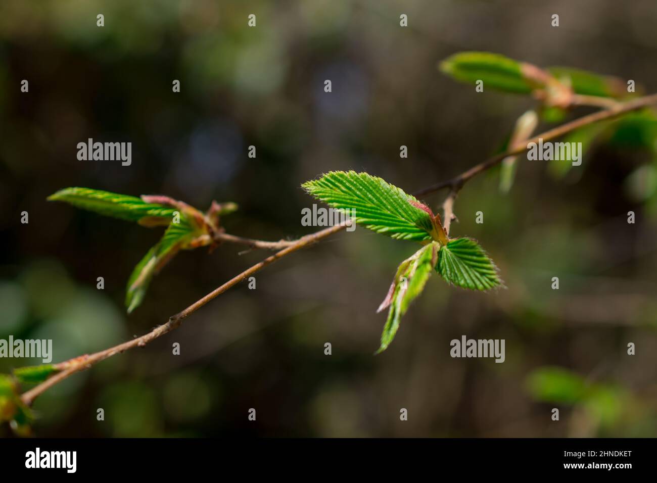 beautiful natural spring background Stock Photo - Alamy