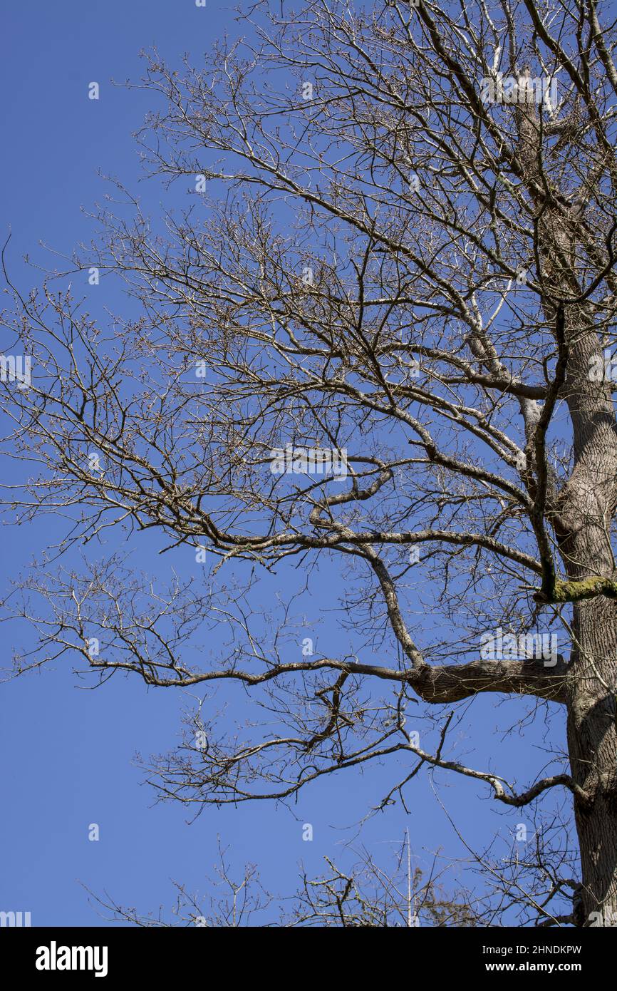 beautiful natural spring background Stock Photo - Alamy