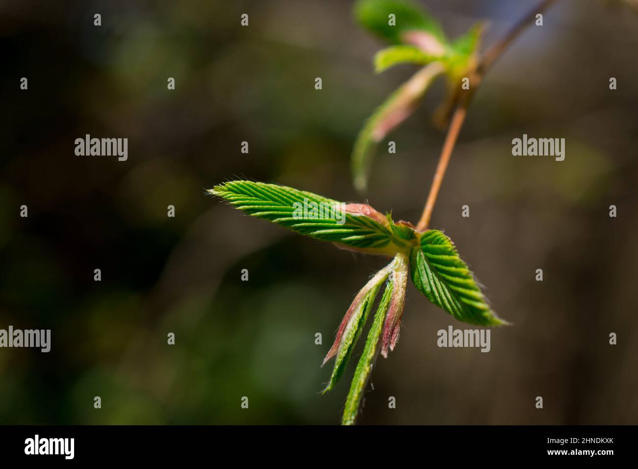 beautiful natural spring background Stock Photo - Alamy