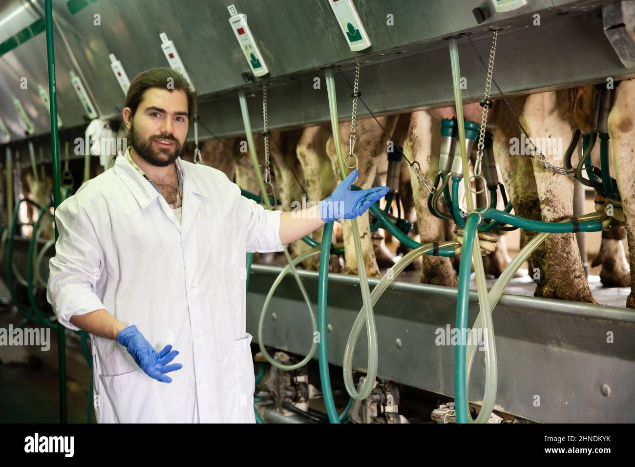 Dairymaid young man working with automatical cow milking machines Stock ...