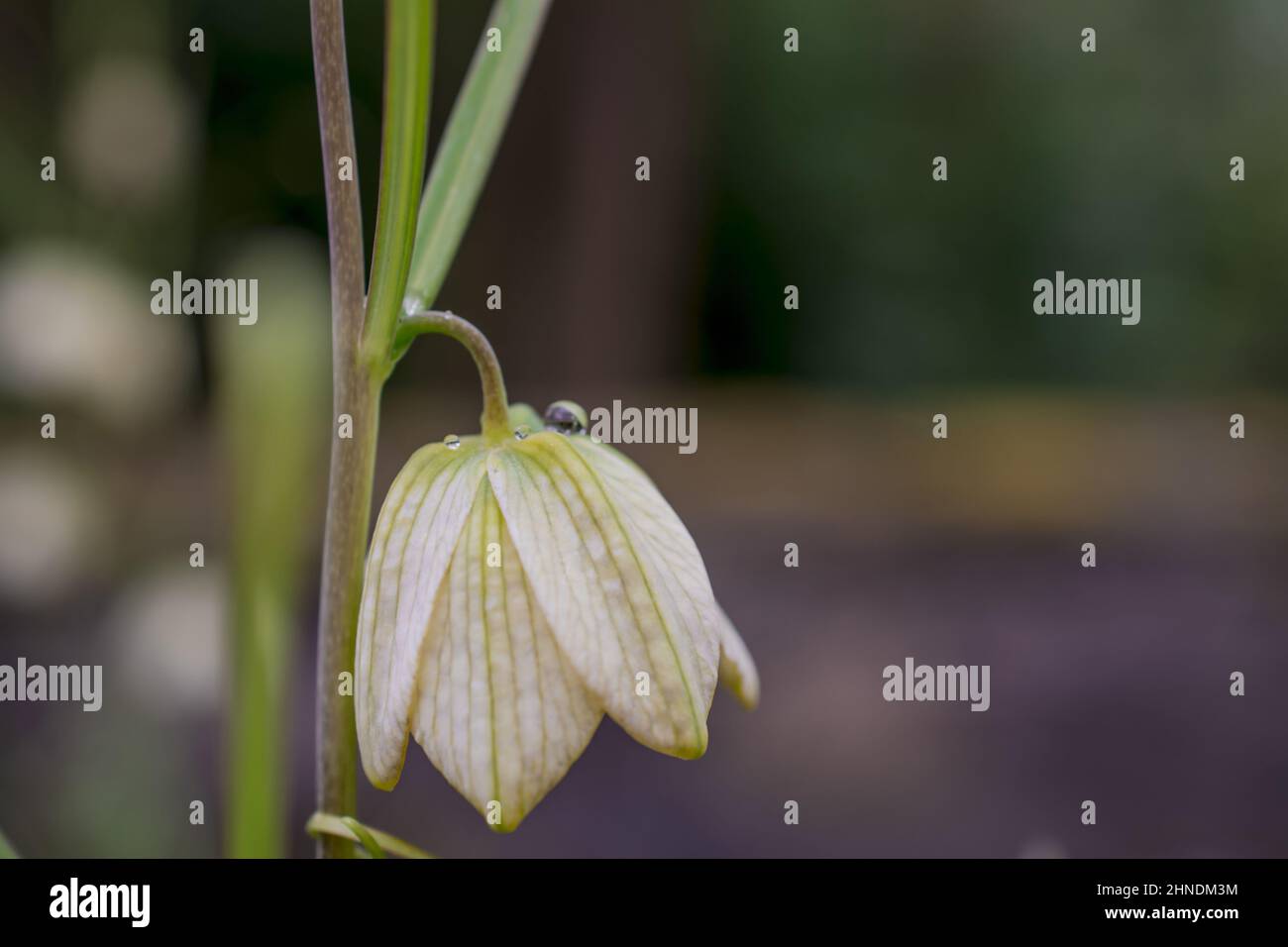 beautiful spring background with flowers Stock Photo - Alamy
