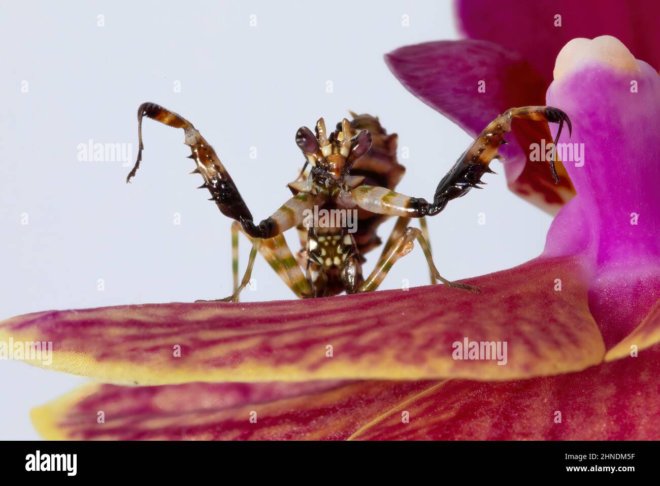 A macro close up of a Spiny Flower praying mantis nymph, holding a ...