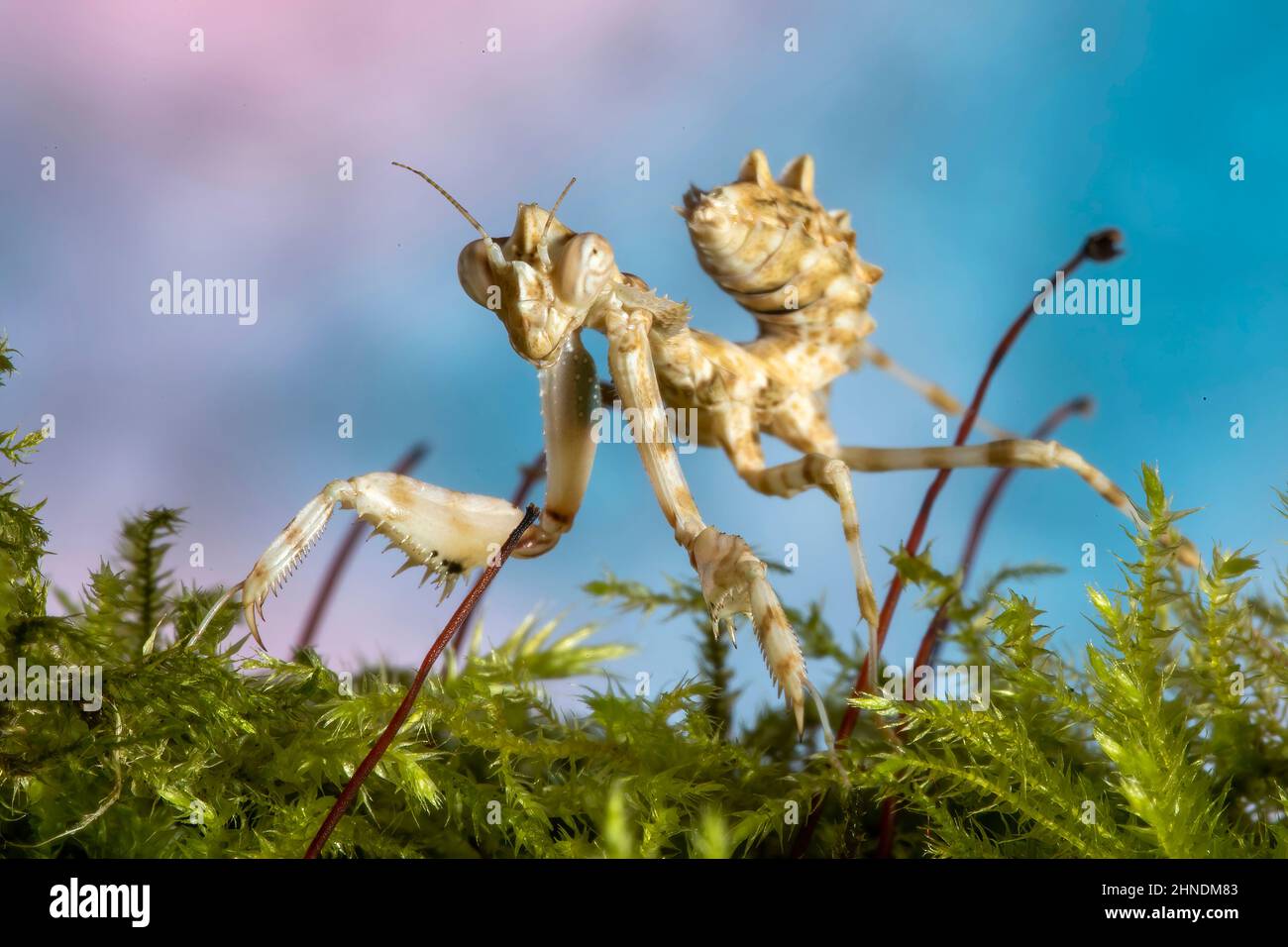 Mantis species hi-res stock photography and images - Alamy