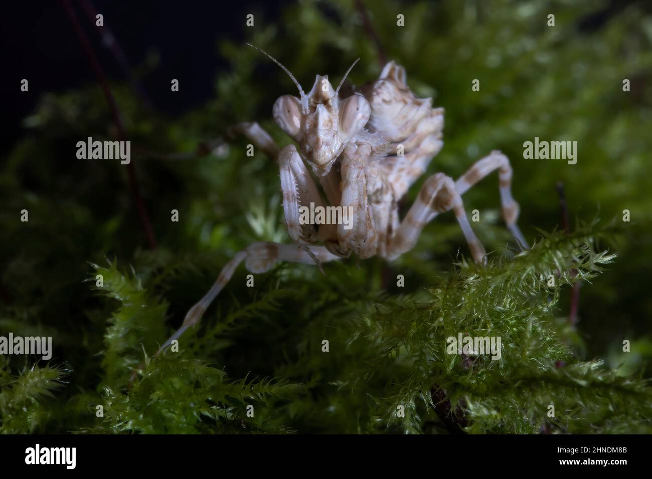 A macro close up of a Spiny Thistle Mantis nymph, at instar L4 Stock ...
