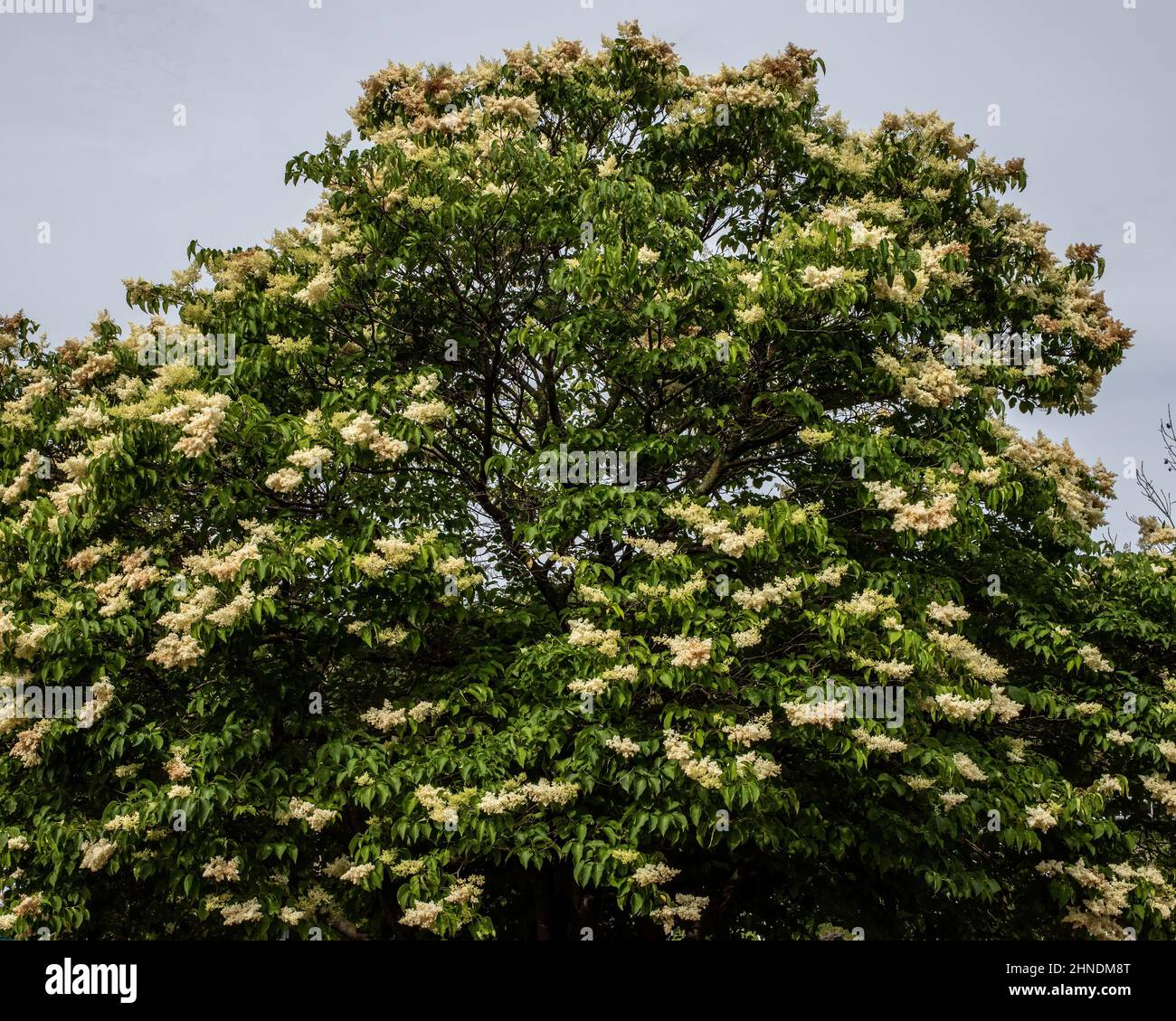 Tulip tree in full bloom in the spring in Taylors Falls, Minnesota USA ...