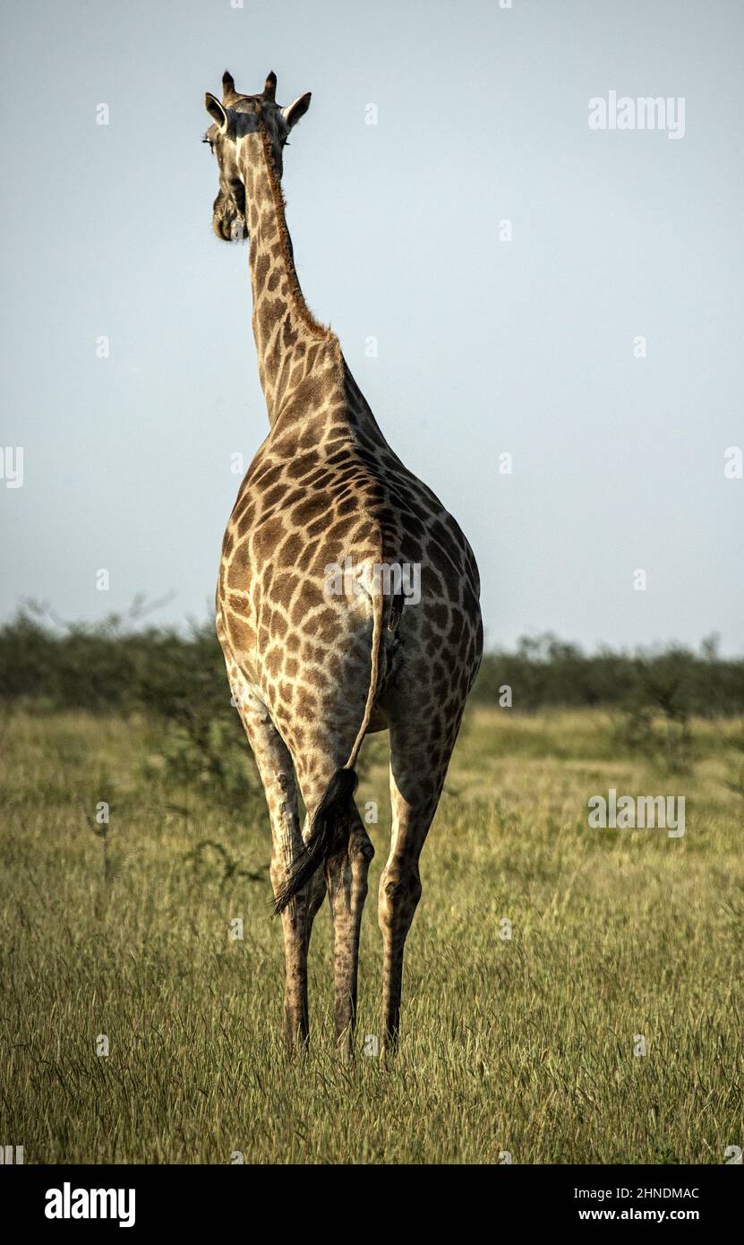 Giraffe standing on plains with bush behind walking away Stock Photo ...
