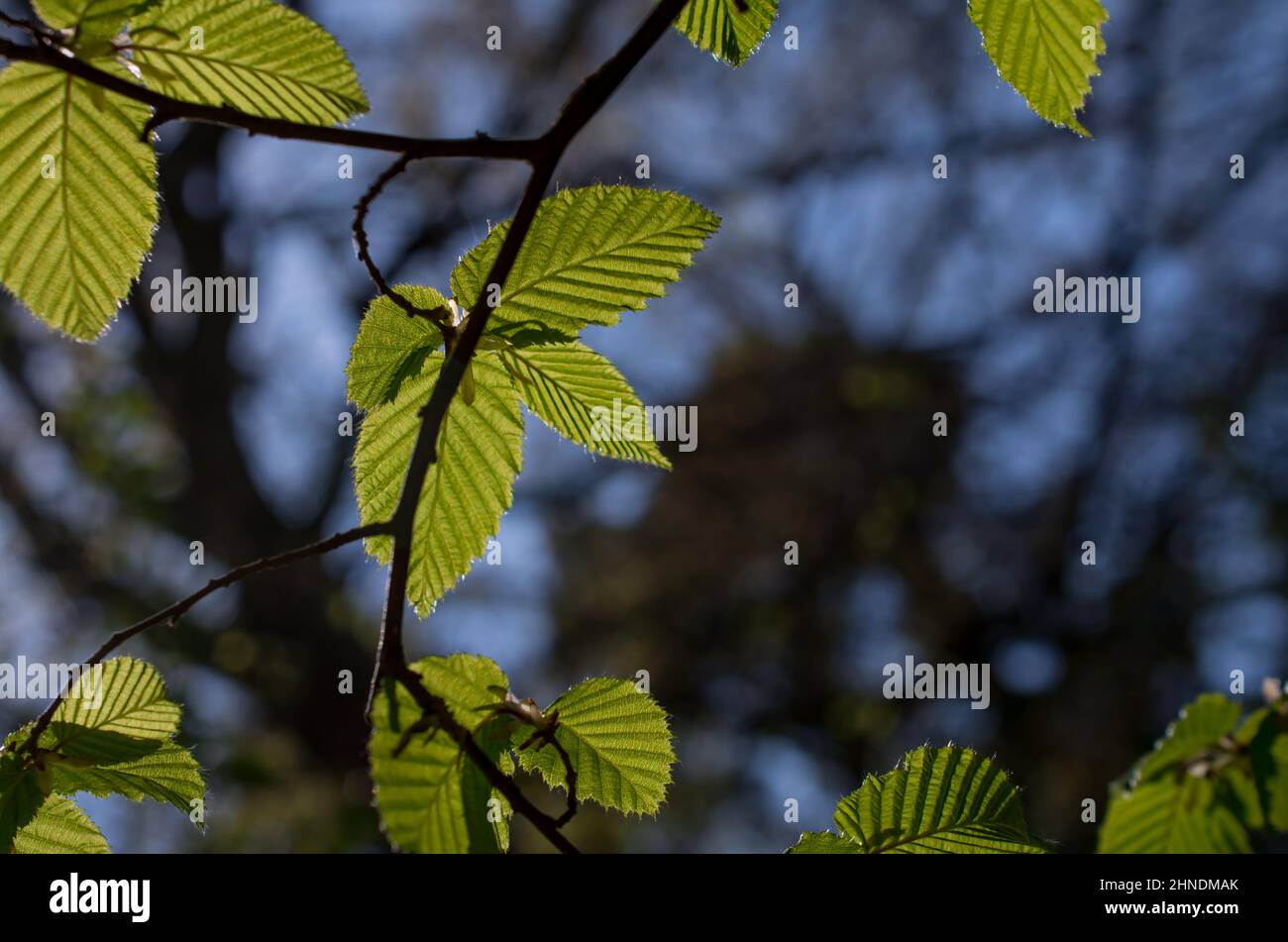 beautiful natural spring background Stock Photo - Alamy