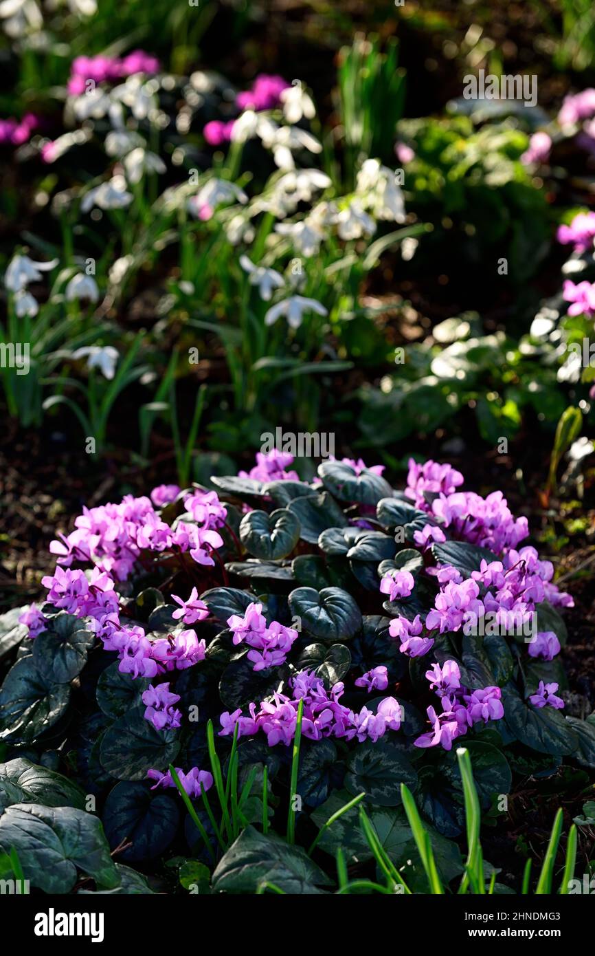 Perfectly round clump of cyclamen coum hi-res stock photography and ...