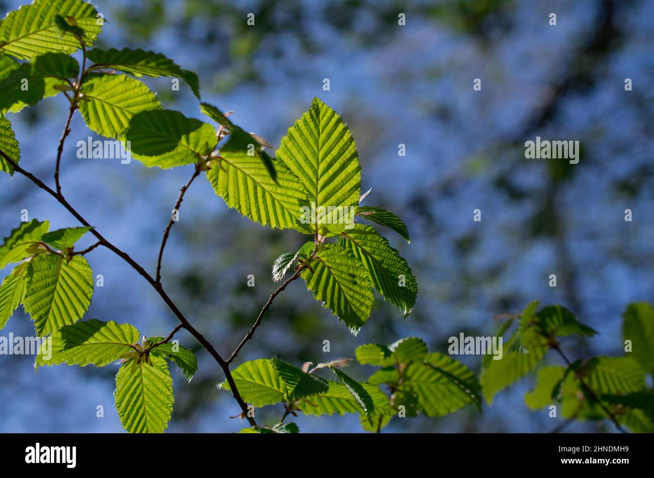 beautiful natural spring background Stock Photo - Alamy