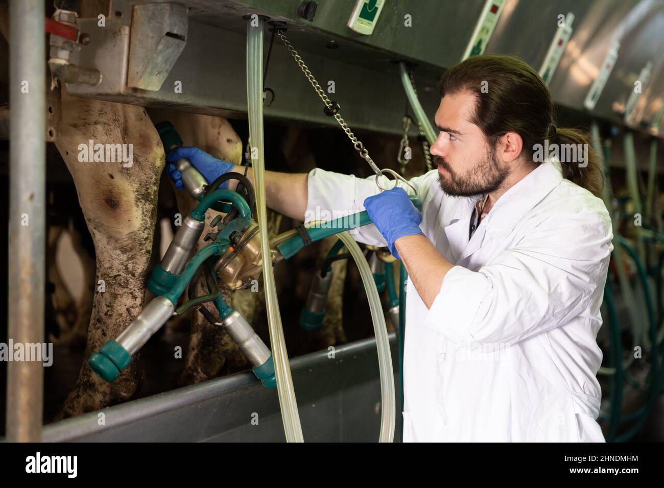 Cows milking machines hi-res stock photography and images - Alamy