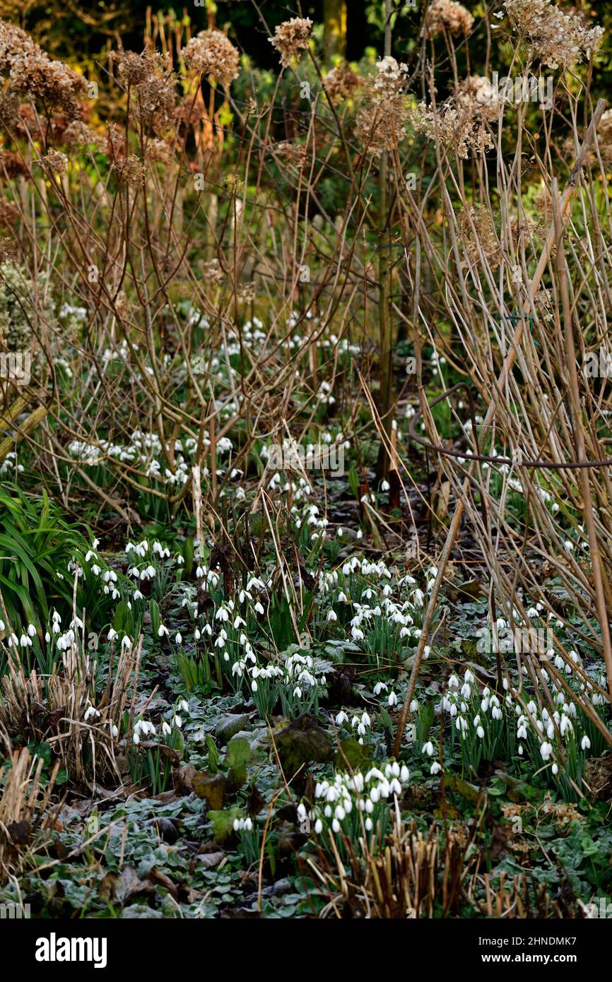 Hydrangea underplanted with snowdrops hi-res stock photography and ...