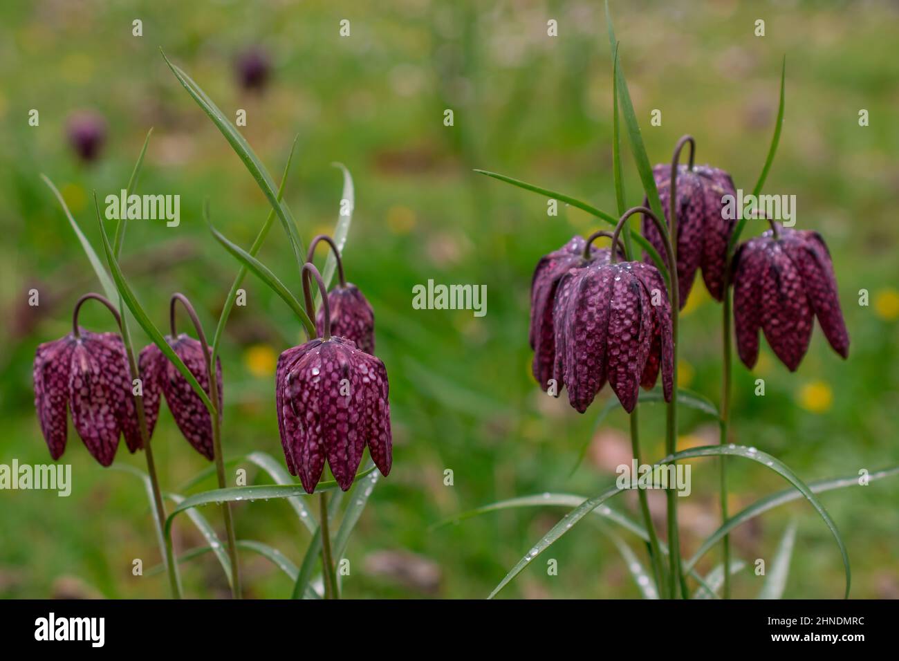 beautiful spring background with flowers Stock Photo - Alamy