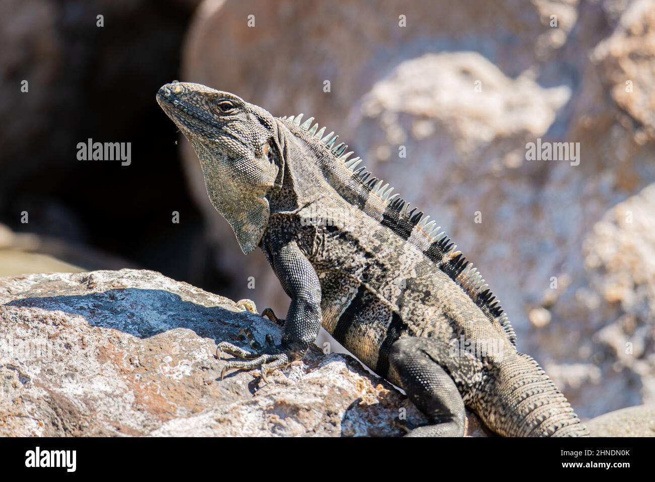 Black iguana (Ctenosaura similis) above rocks in the beach Stock Photo ...