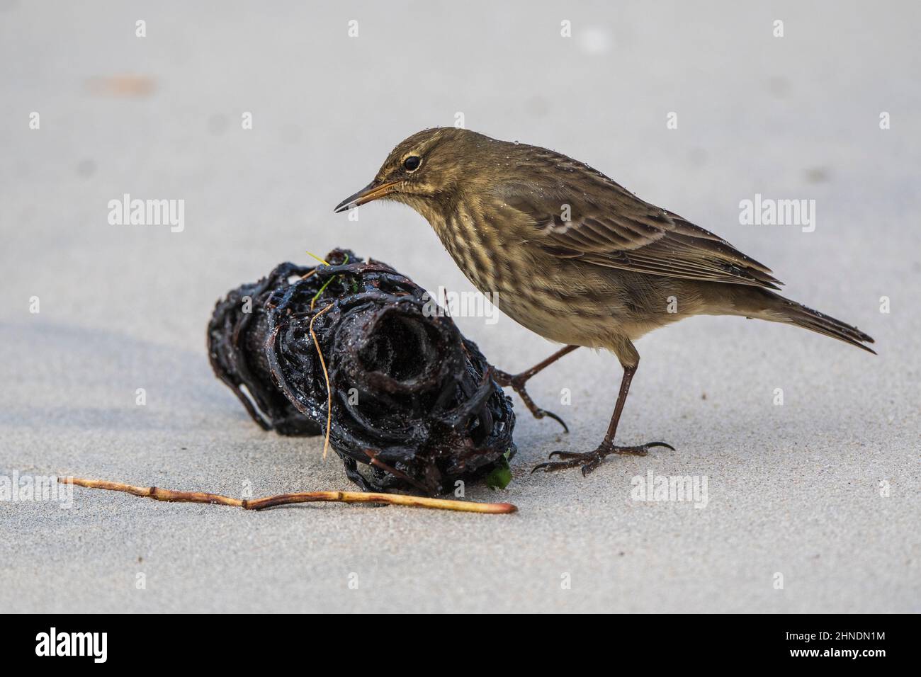Anthus petrosus petrosus hi-res stock photography and images - Alamy
