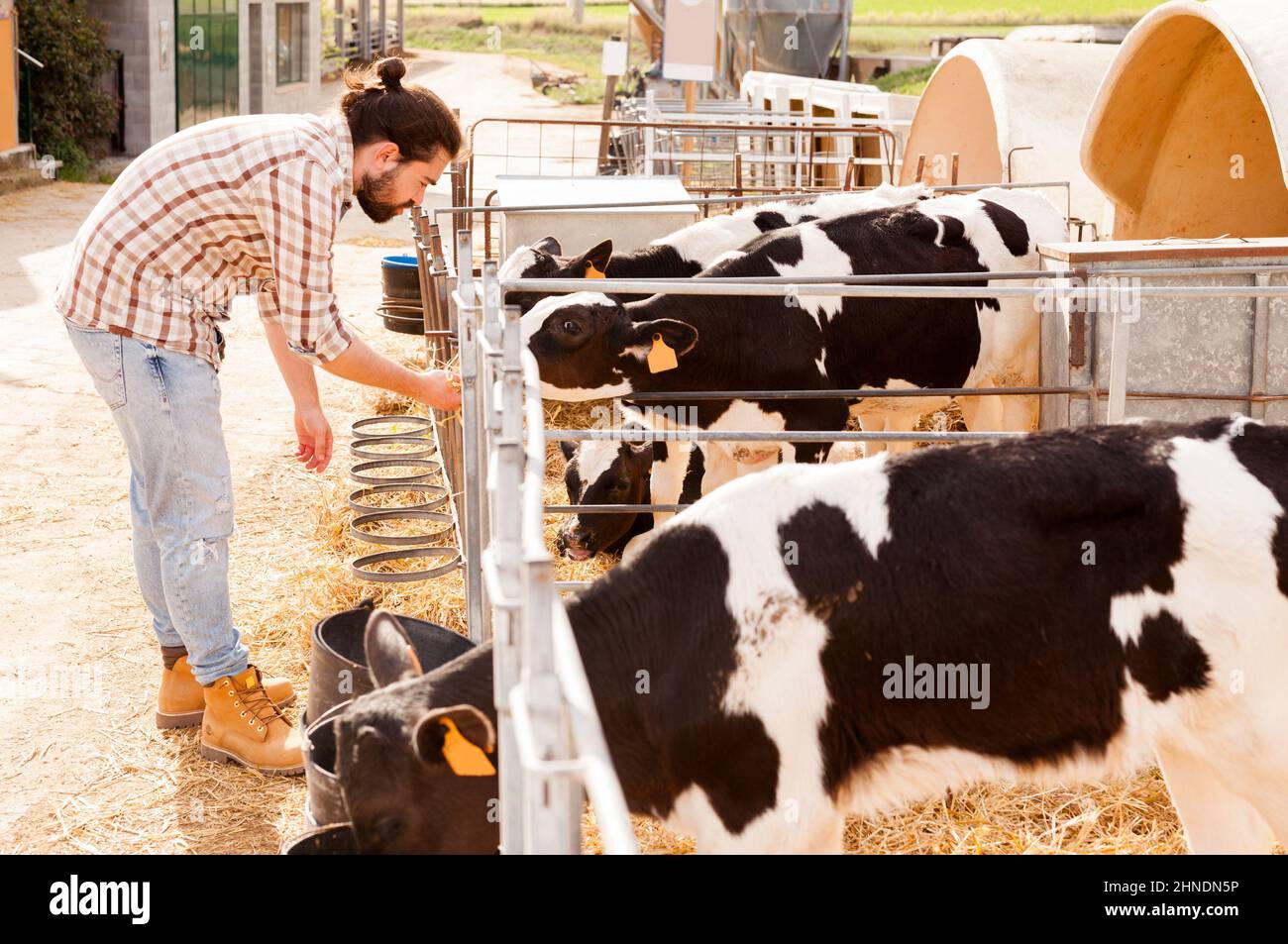 Calves emotion hi-res stock photography and images - Alamy