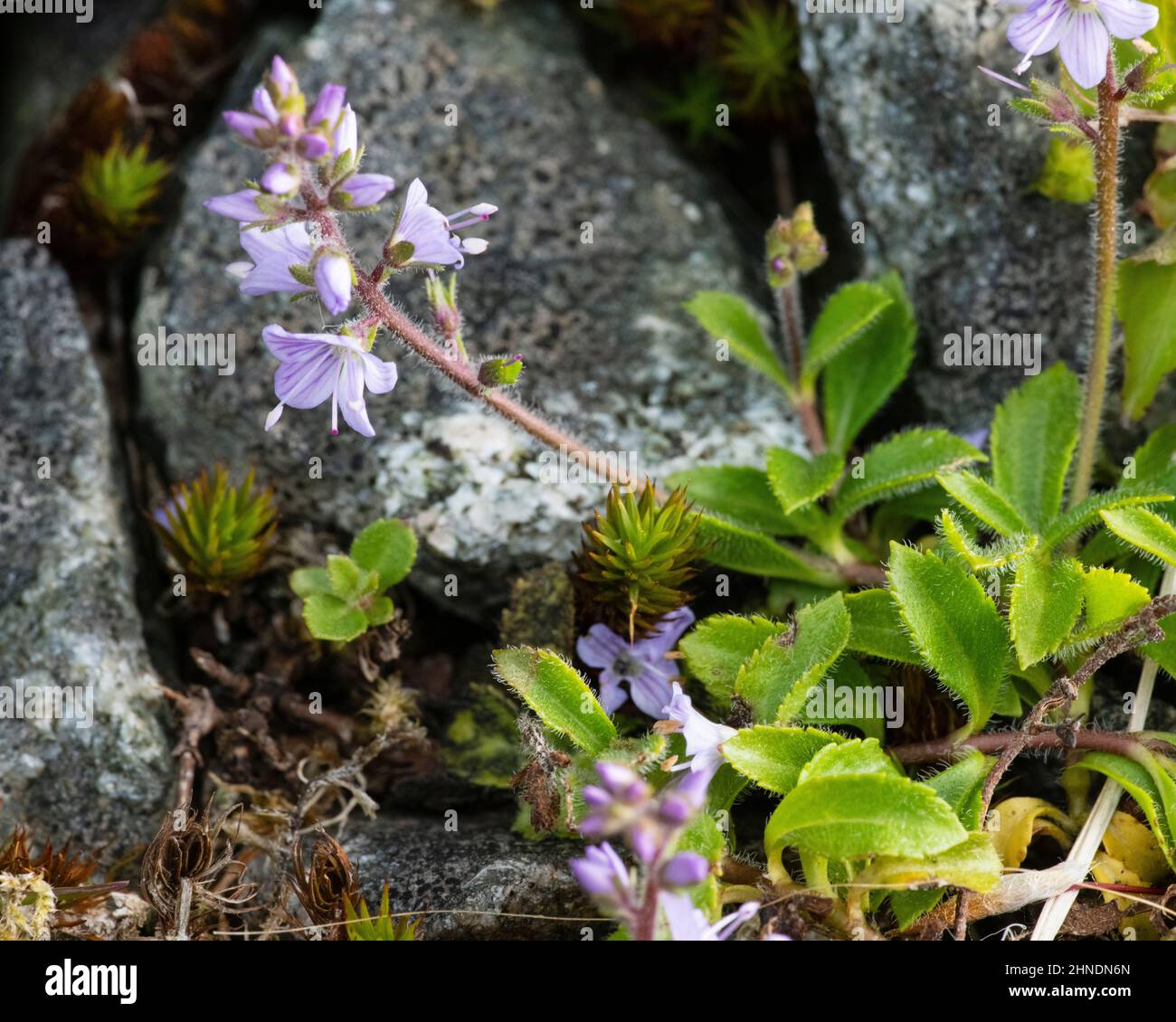 Heath Speedwell (Veronica officinalis), flowers Stock Photo - Alamy