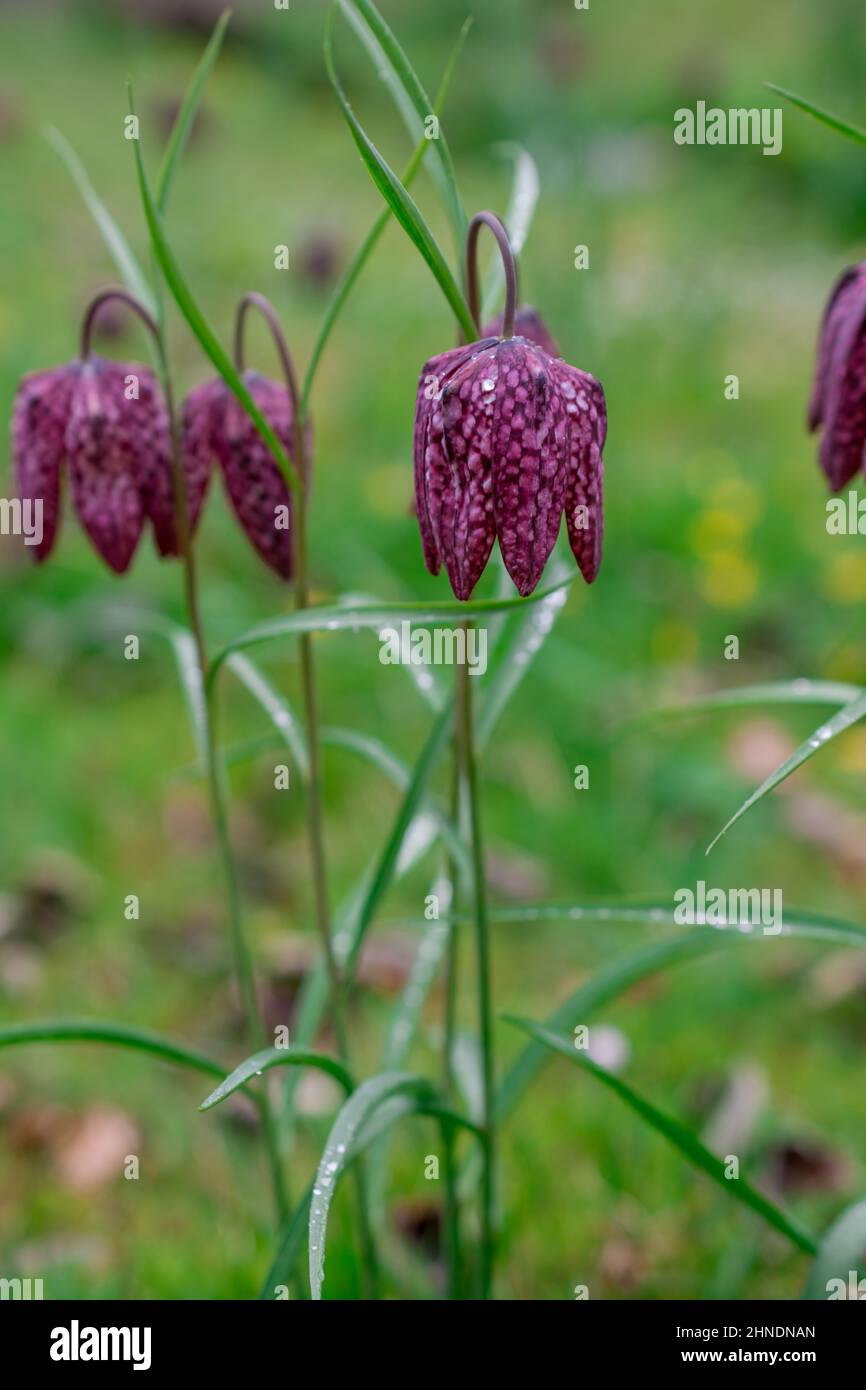 beautiful spring background with flowers Stock Photo - Alamy