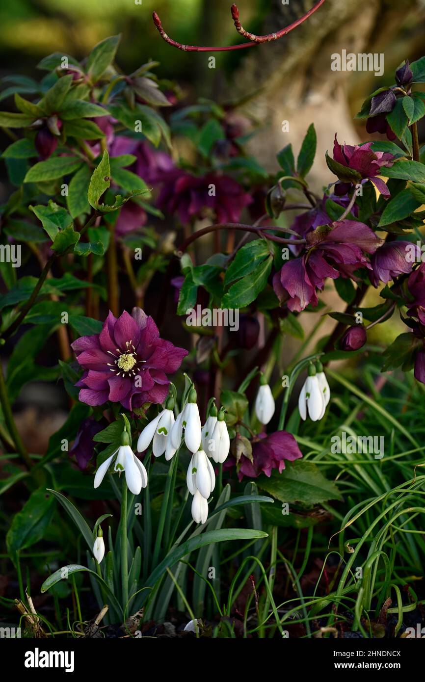 Galanthus Sam Arnott, Helleborus Madame Lemonnier,snowdrops and ...