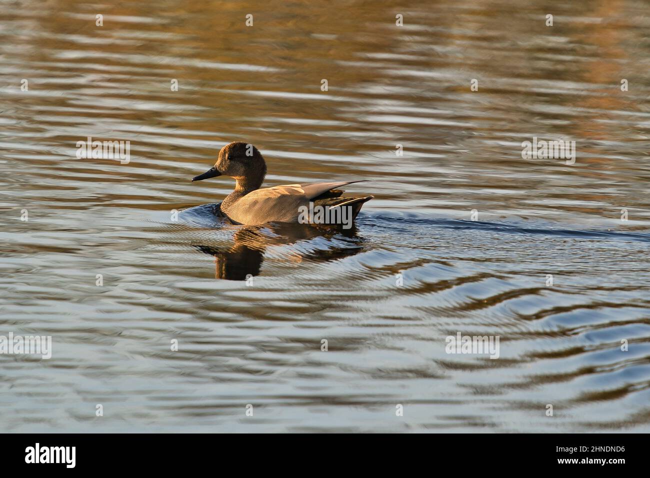 Feather gadwall detail hi-res stock photography and images - Alamy