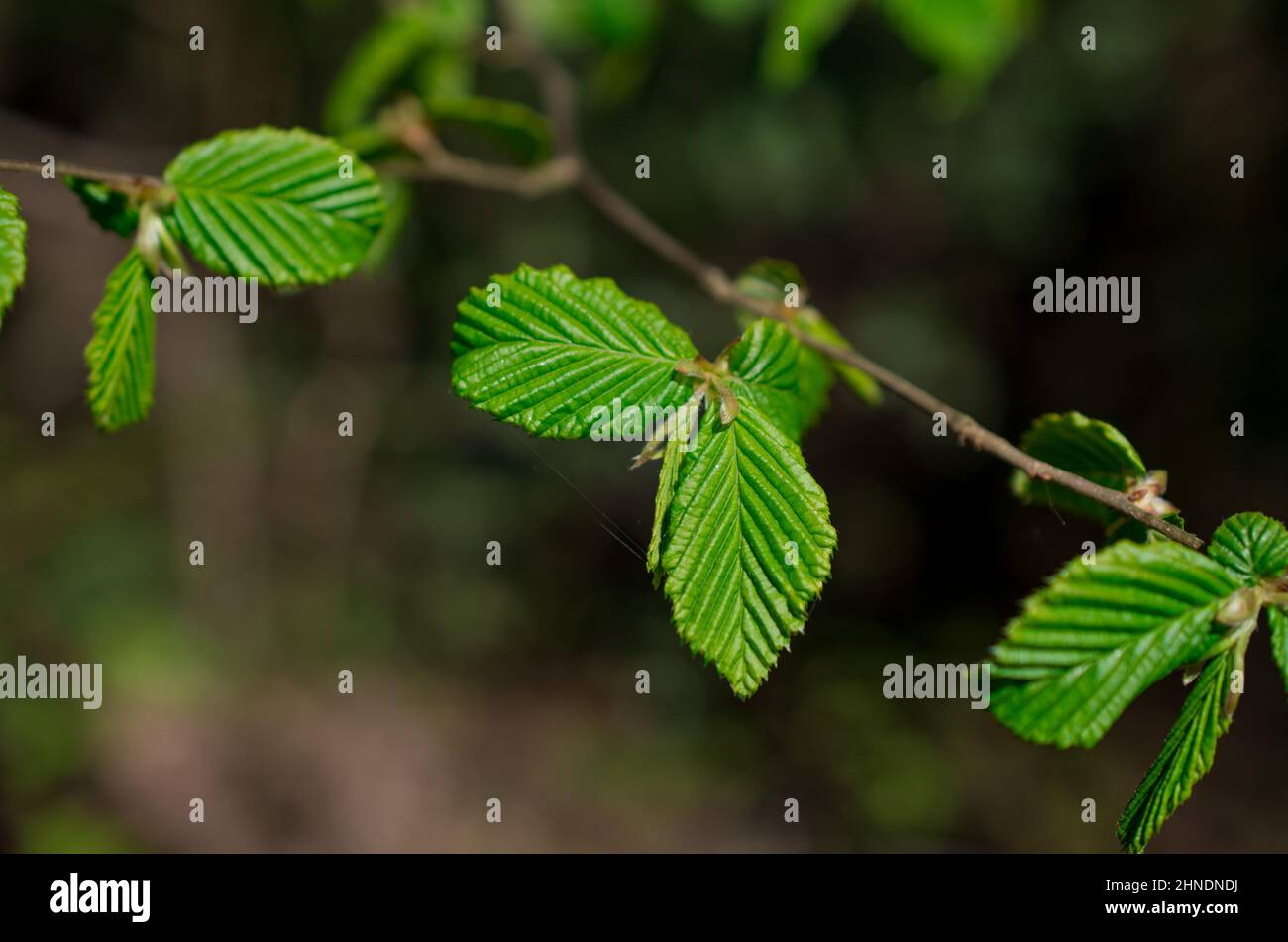 beautiful natural spring background Stock Photo - Alamy