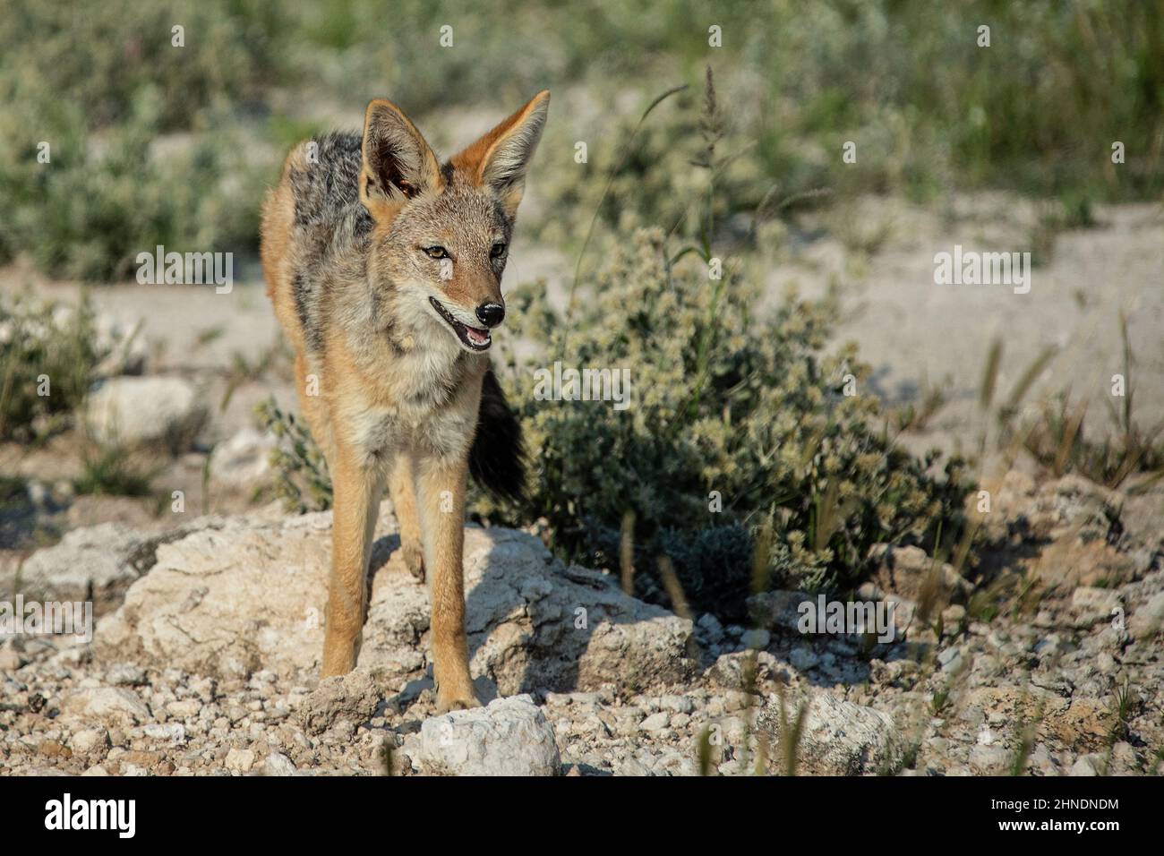 Black back jackal hi-res stock photography and images - Alamy