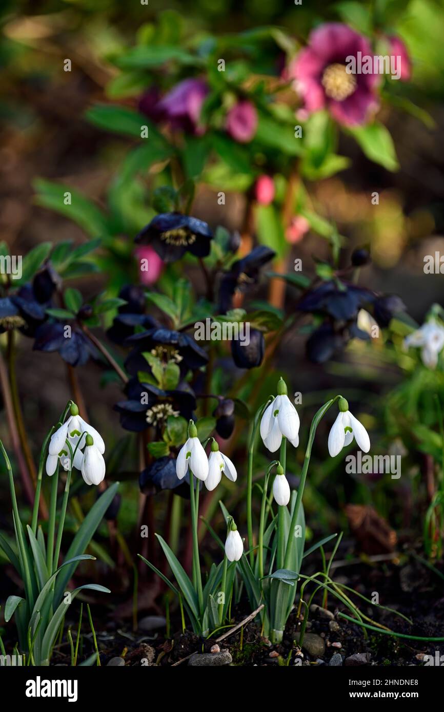 Galanthus Sam Arnott, Helleborus Madame Lemonnier,Helleborus Naomi ...