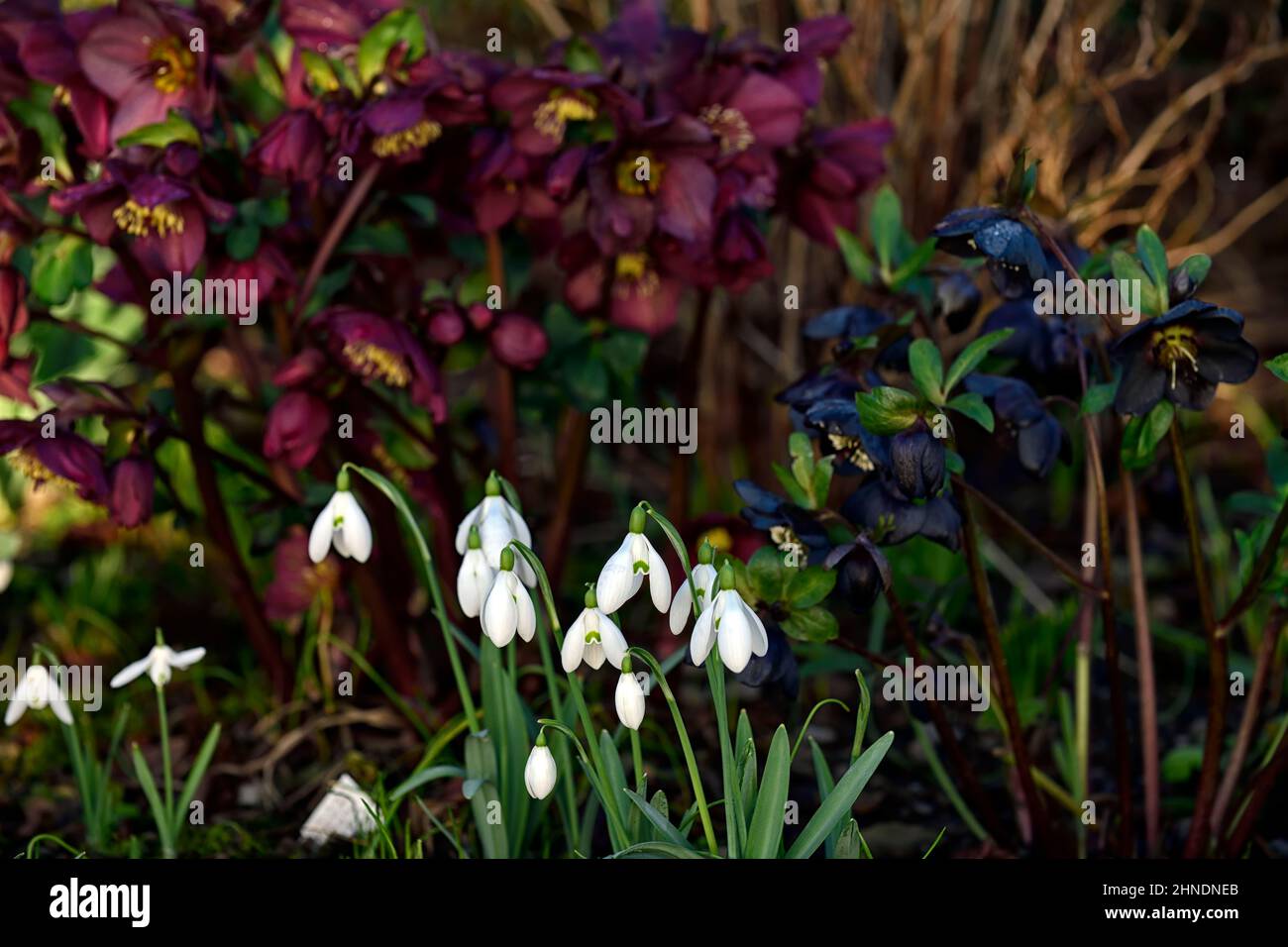 Galanthus Sam Arnott, Helleborus Madame Lemonnier,Helleborus Naomi ...