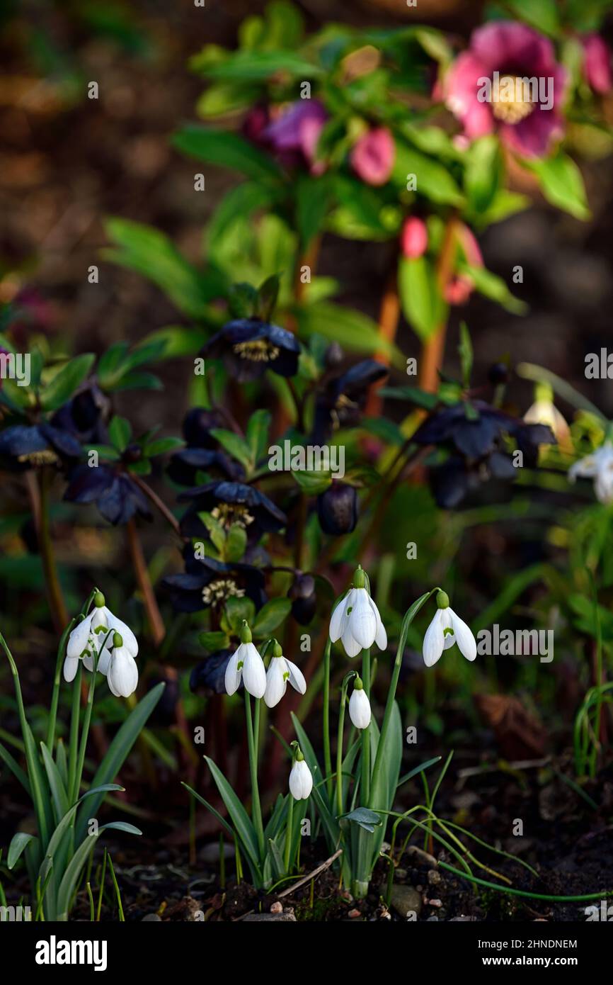 Galanthus Sam Arnott, Helleborus Madame Lemonnier,Helleborus Naomi ...