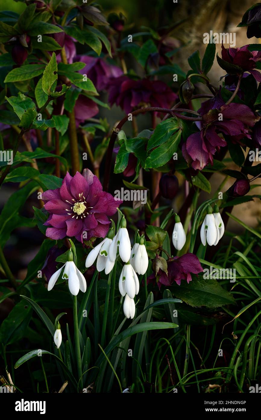 Galanthus Sam Arnott, Helleborus Madame Lemonnier,snowdrops and ...