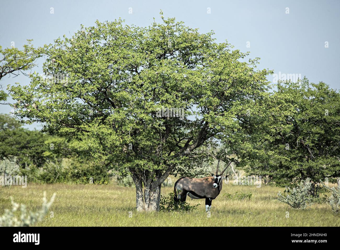 Backed by trees hi-res stock photography and images - Alamy
