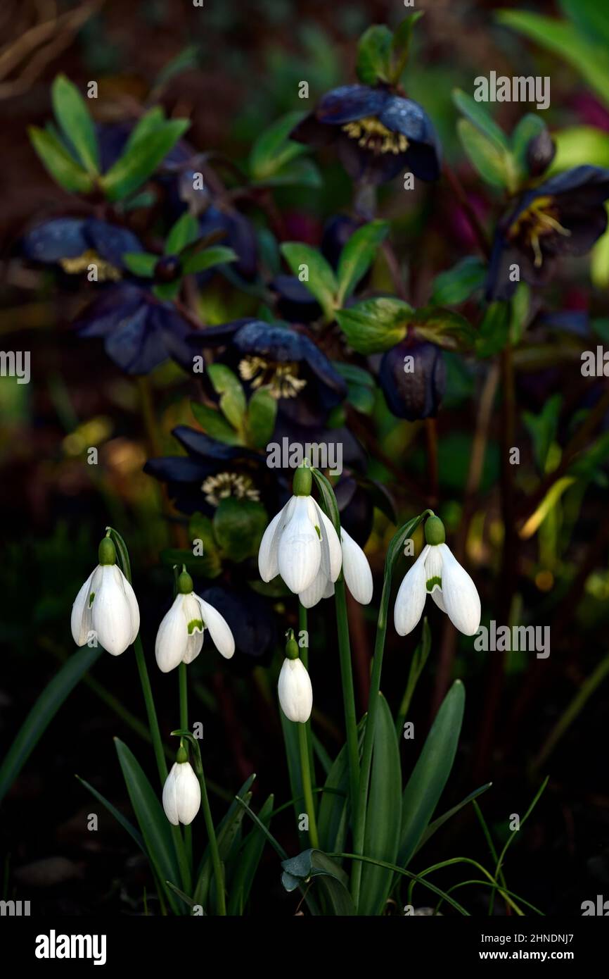 Galanthus Sam Arnott,Helleborus Naomi,snowdrops and hellebores ...
