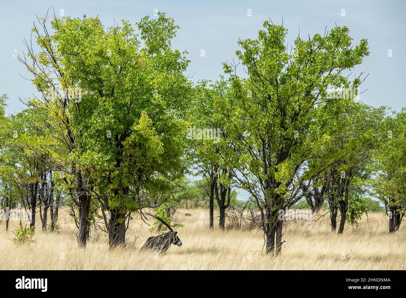 Mopani tree hi-res stock photography and images - Alamy