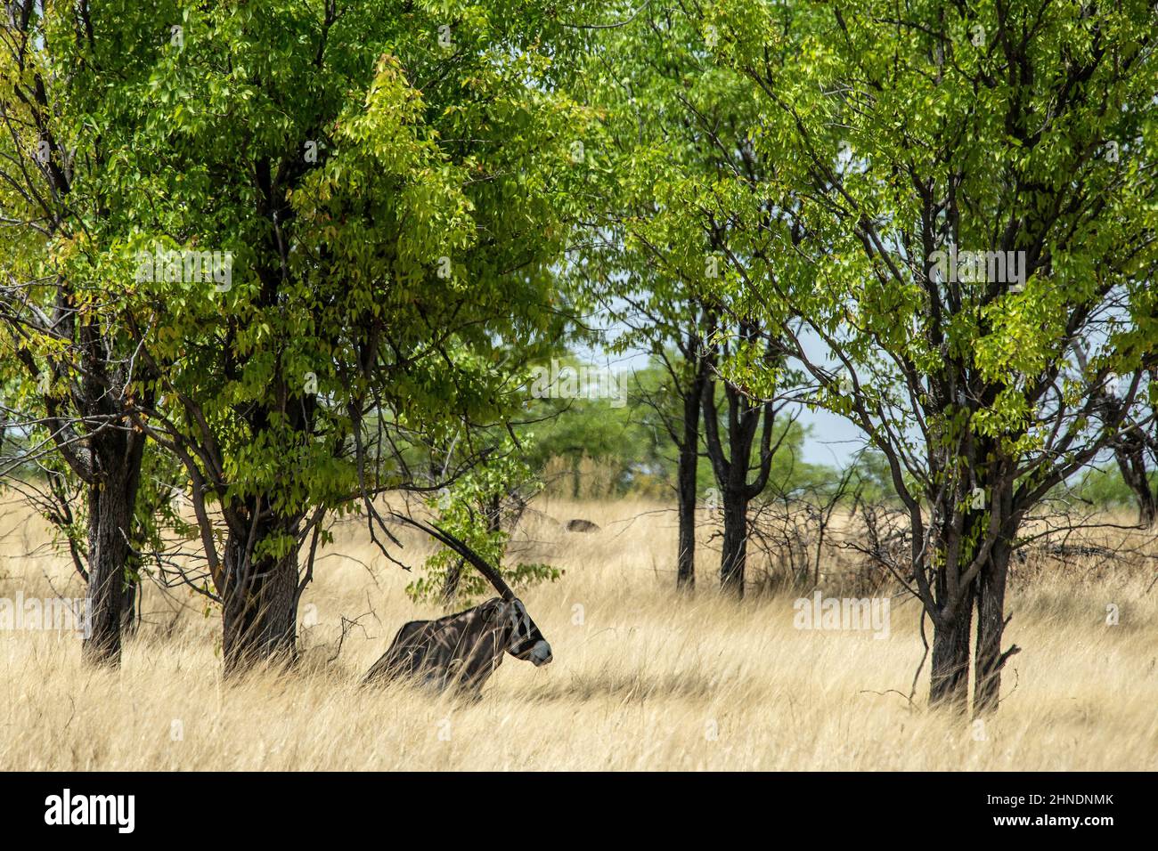 Mopani tree hi-res stock photography and images - Alamy