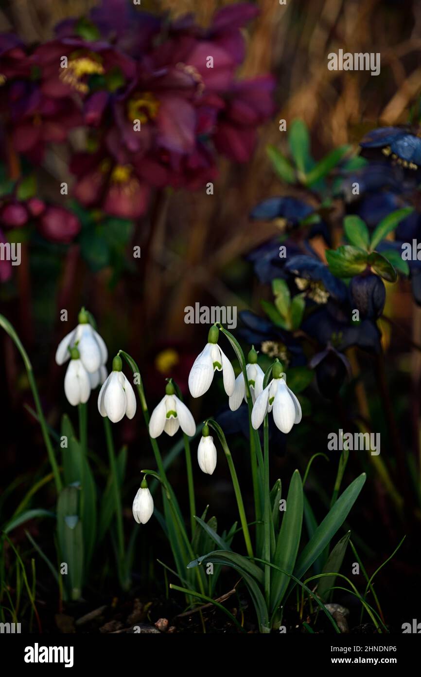 Galanthus Sam Arnott, Helleborus Madame Lemonnier,Helleborus Naomi ...