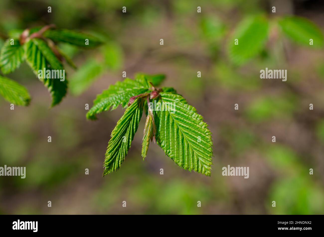 beautiful natural spring background Stock Photo - Alamy