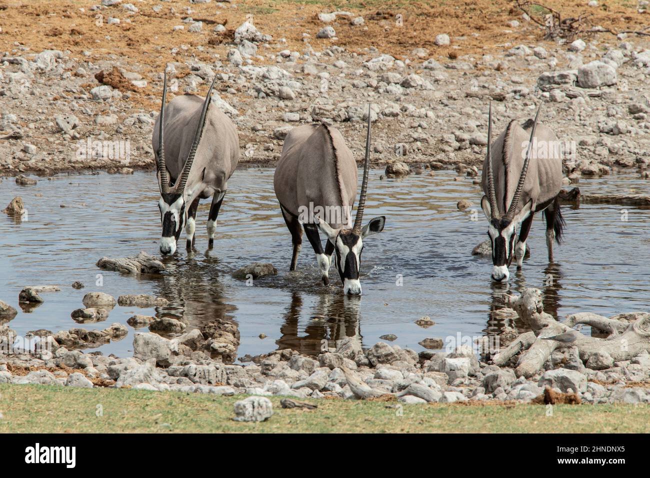 Standing in a waterhole hi-res stock photography and images - Alamy