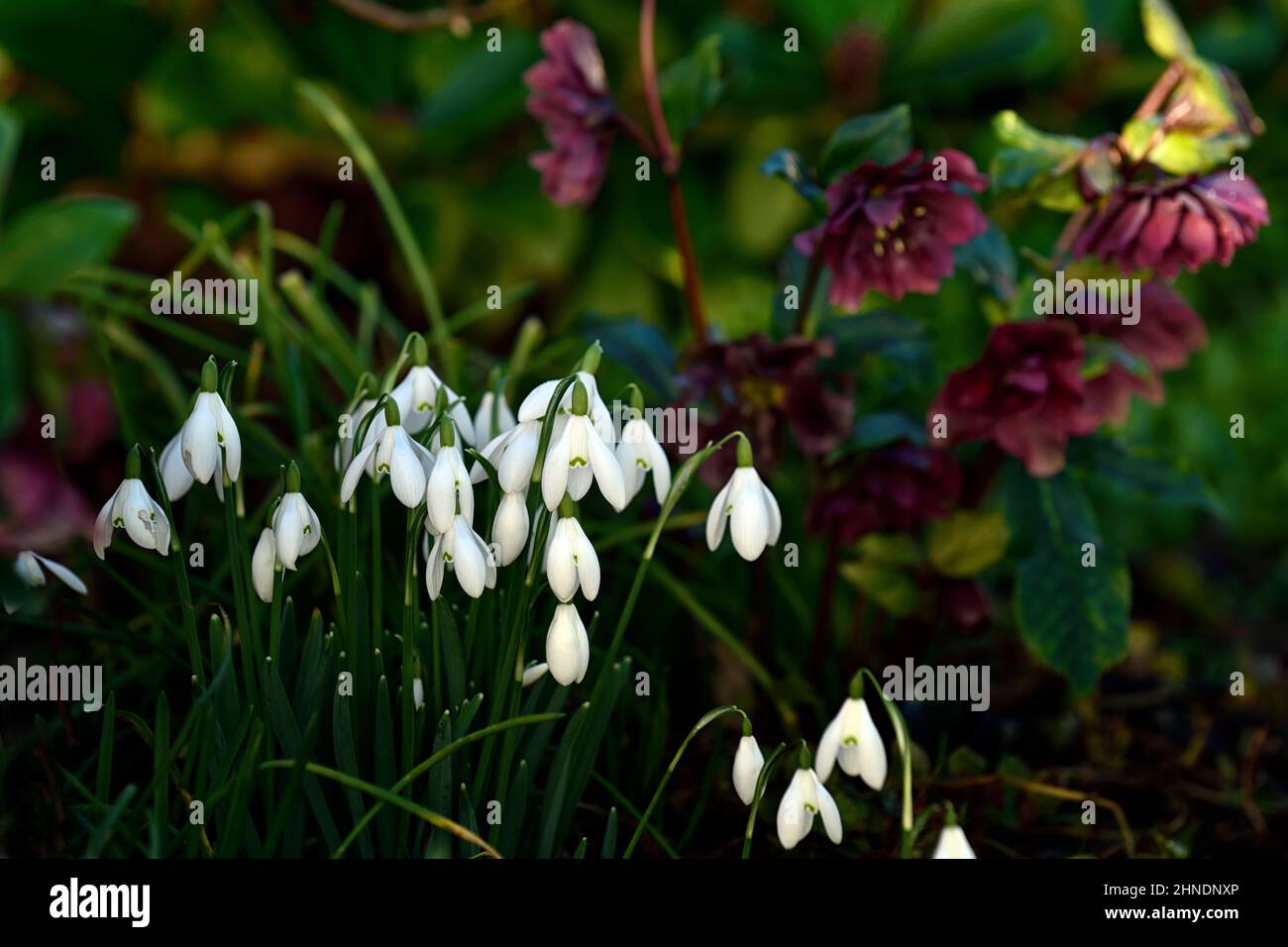 Helleborus double ellen red hi-res stock photography and images - Alamy