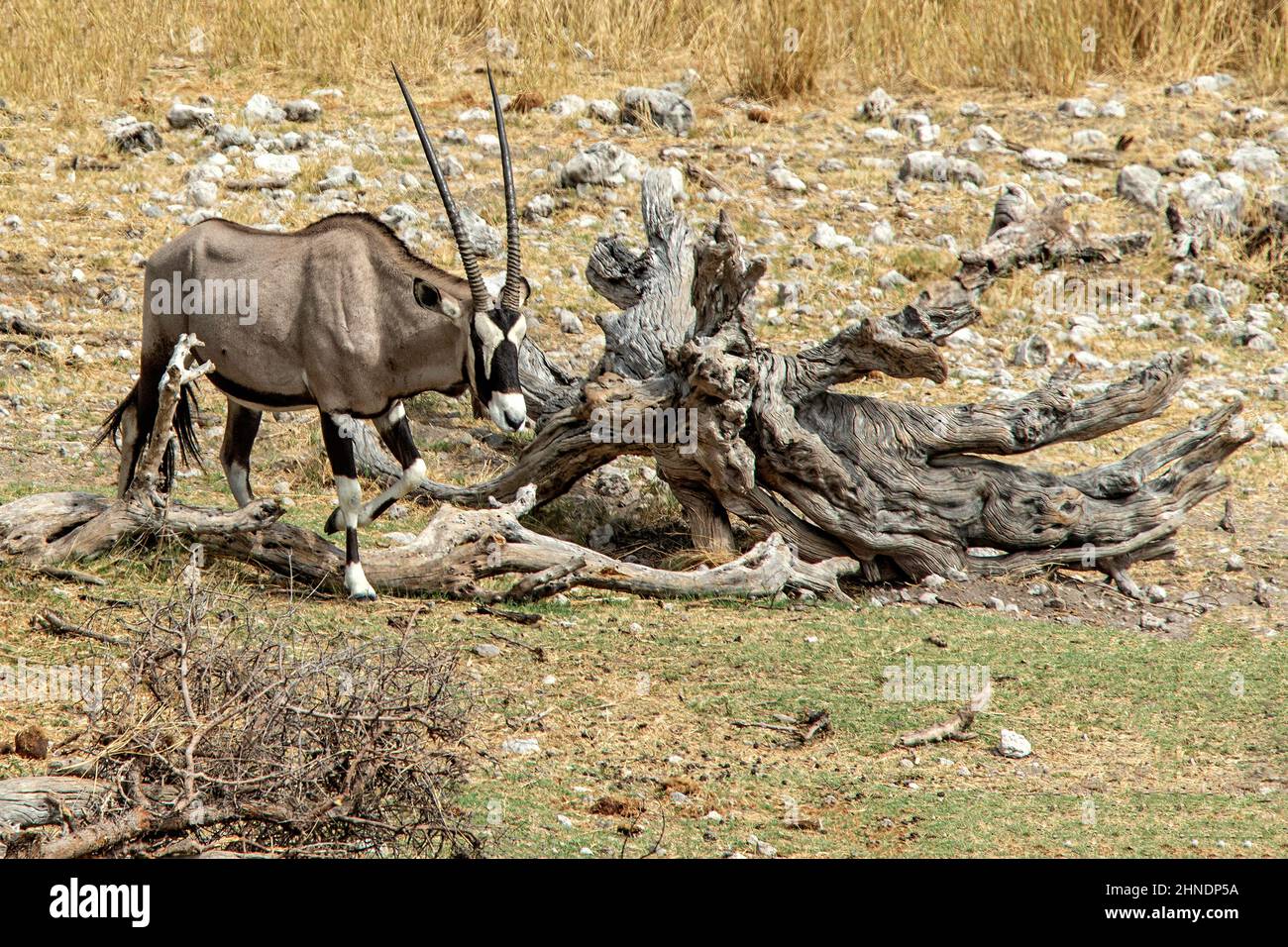 Solitary dead tree hi-res stock photography and images - Alamy