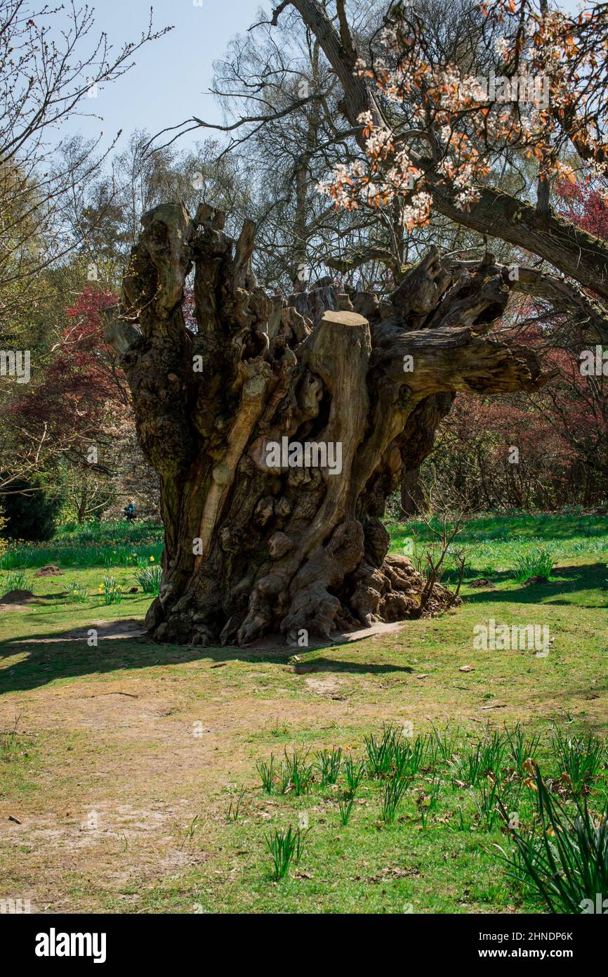 beautiful natural spring background Stock Photo - Alamy