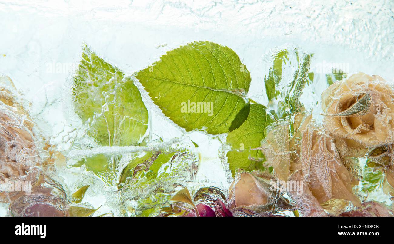 Leaves in ice. Frozen leaf and Flower in ice with the backlight Stock ...